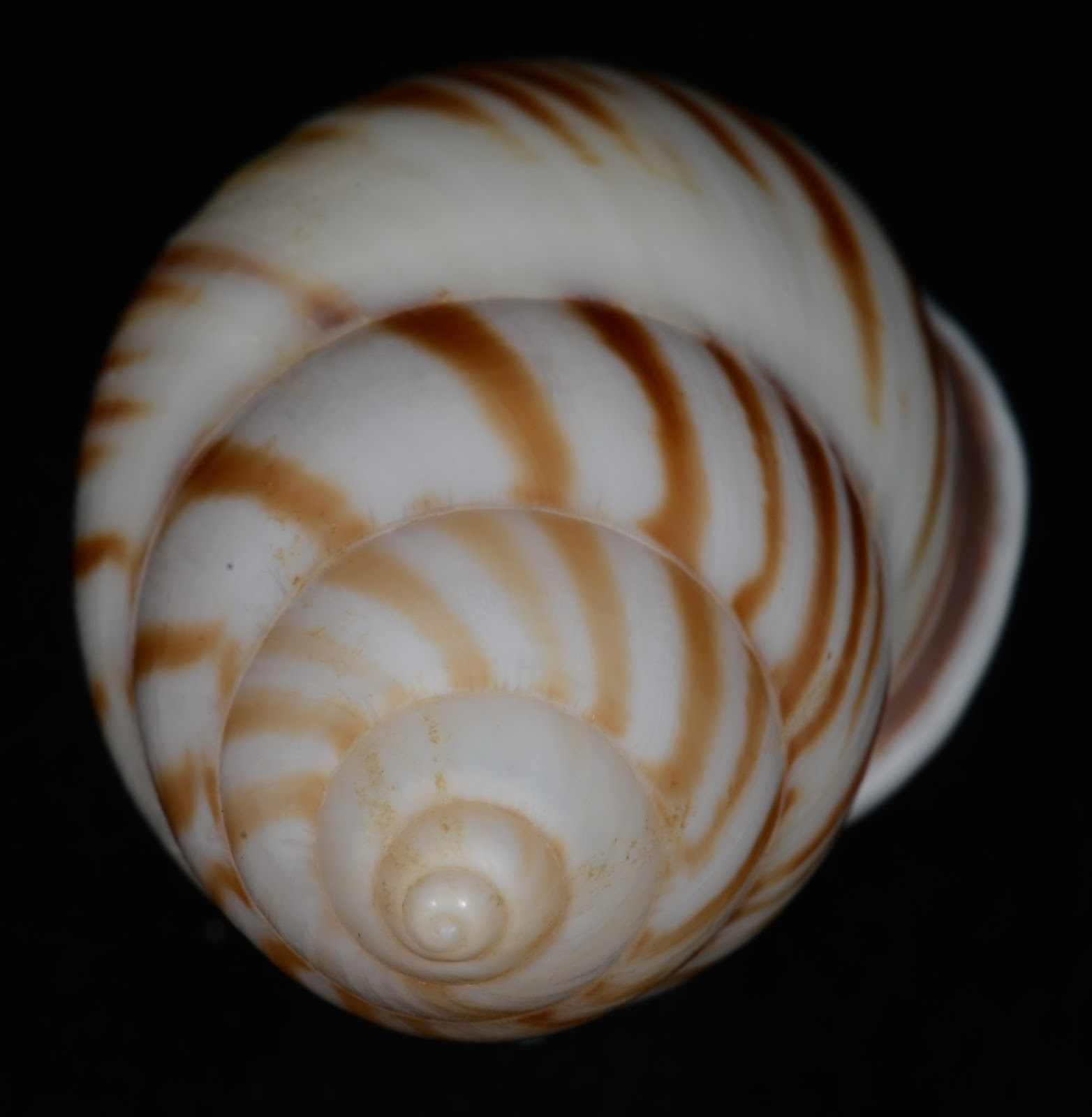 Dr. Lee's Gallery Museum: Amphidromus perversus borneensis 47.25mm