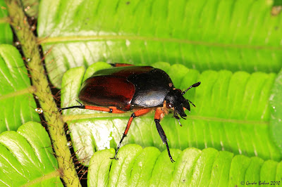 Variety of Life: Lomapterina