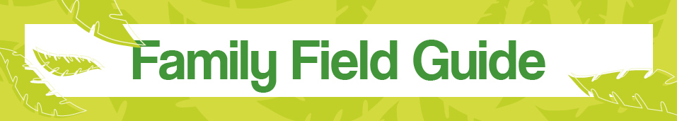 Mommy Maestra: National Geographic Kids: Family Field Guide