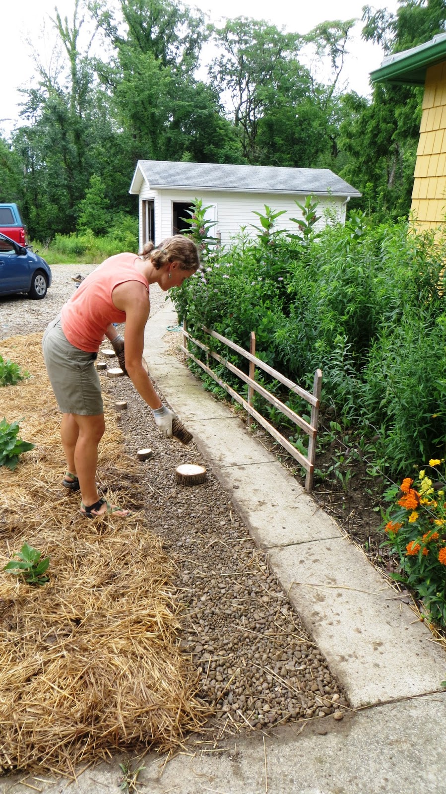 the common milkweed: Tree Cookie Path and Scrap-Wood Fence
