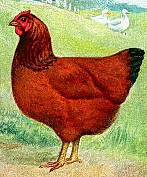 Death Pastor: The Little Red Hen Revisited