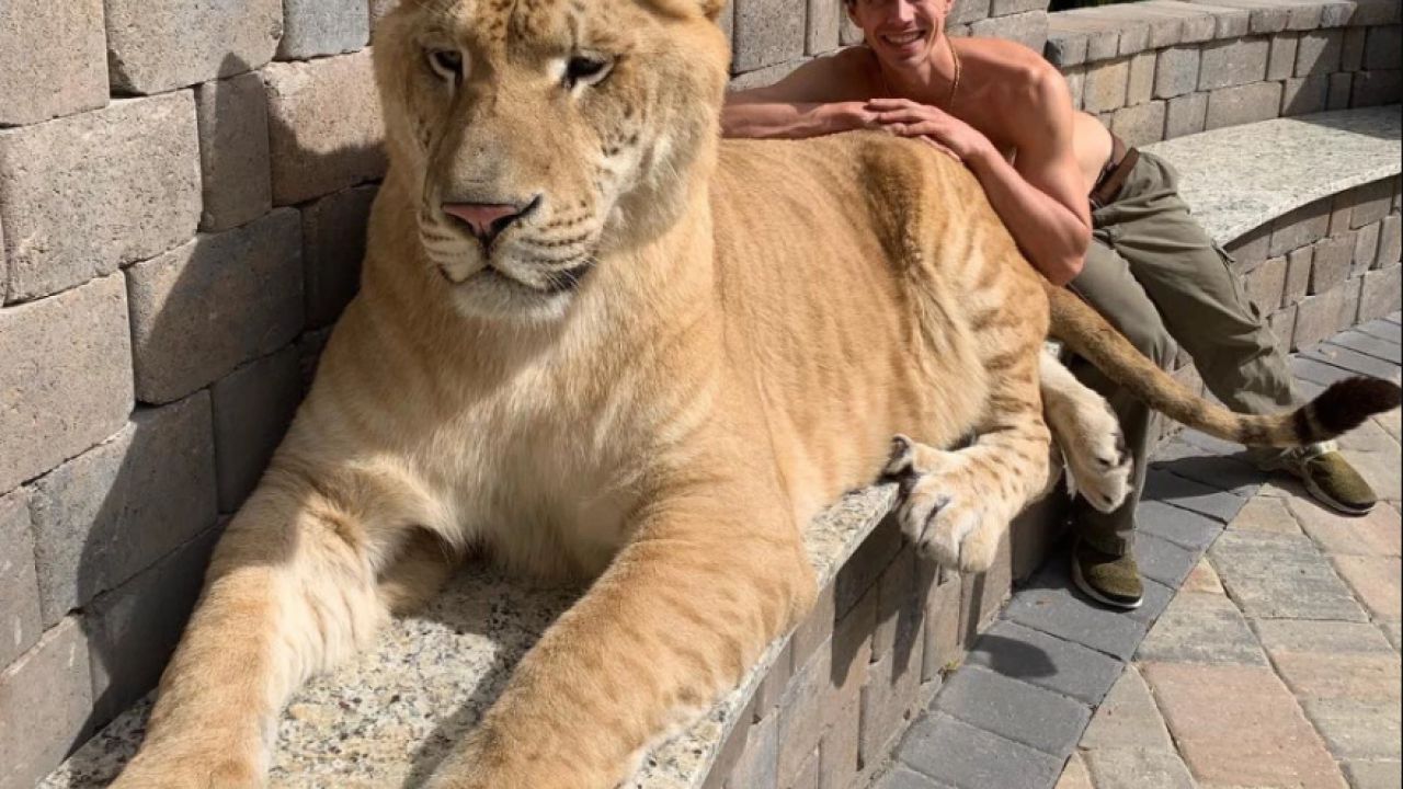 L'Ecosocialista: Ligre, tigone, liligre e il dottor Josef Mengele