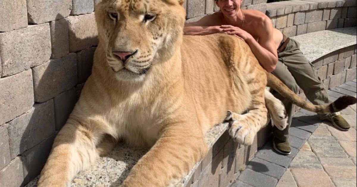 L'Ecosocialista: Ligre, tigone, liligre e il dottor Josef Mengele