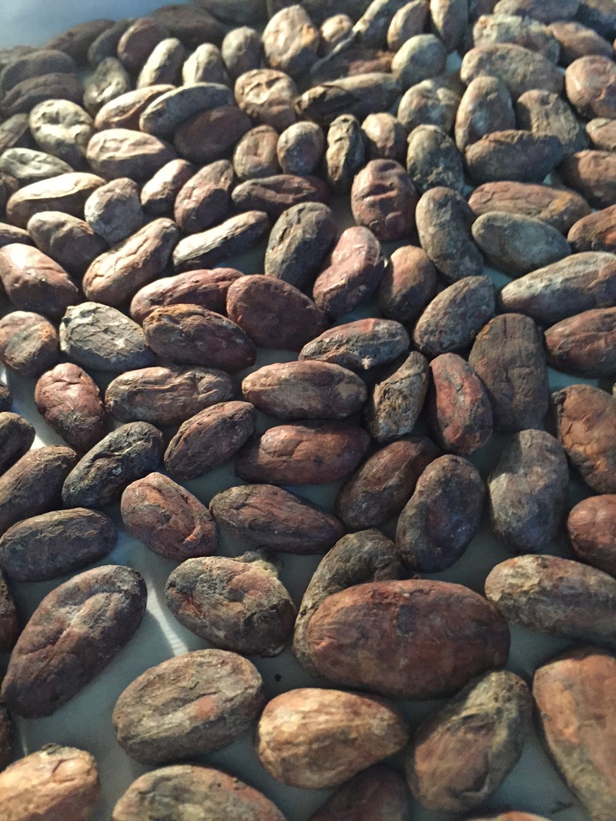 The Ultimate Chocolate Blog: Organic cacao from the Philippines that ...
