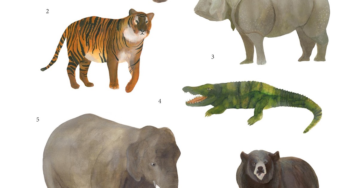 Indomalaya Ecozone - Aleksandra Kosakowska