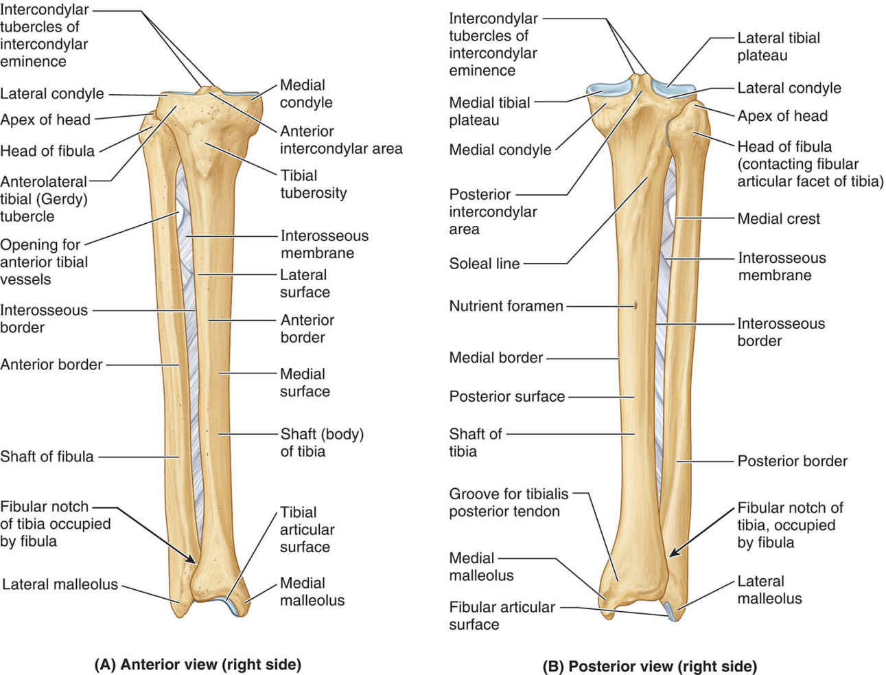 What is tibia bone? Writes it's side determination, anatomical position ...