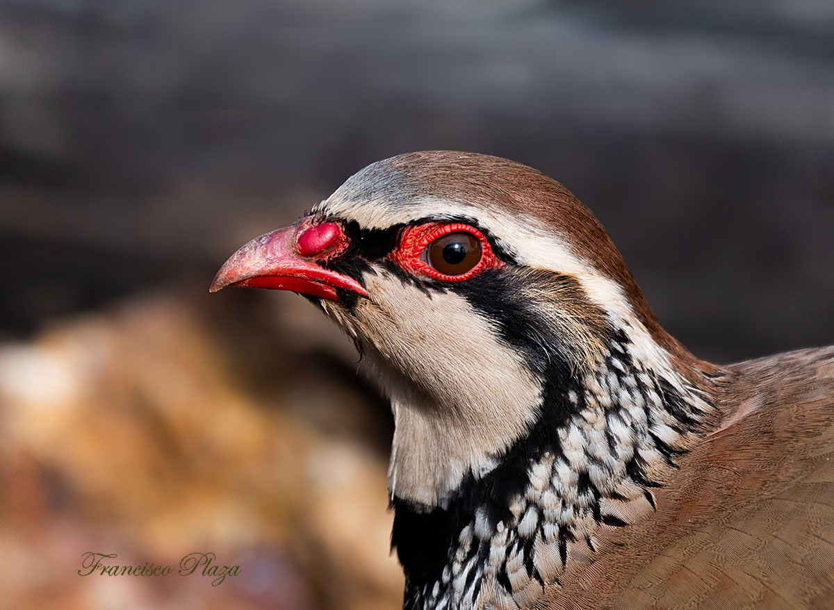Fotos Fplaza: Perdiz común, o perdiz roja. Una entrada nueva de esta ...
