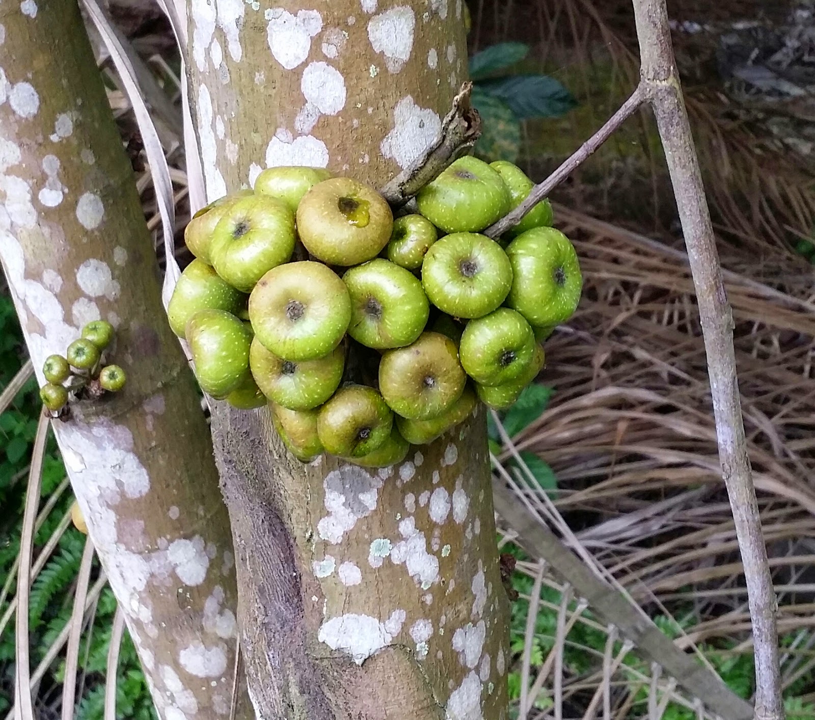 Xing Fu: LOCAL SPECIES OF FIG