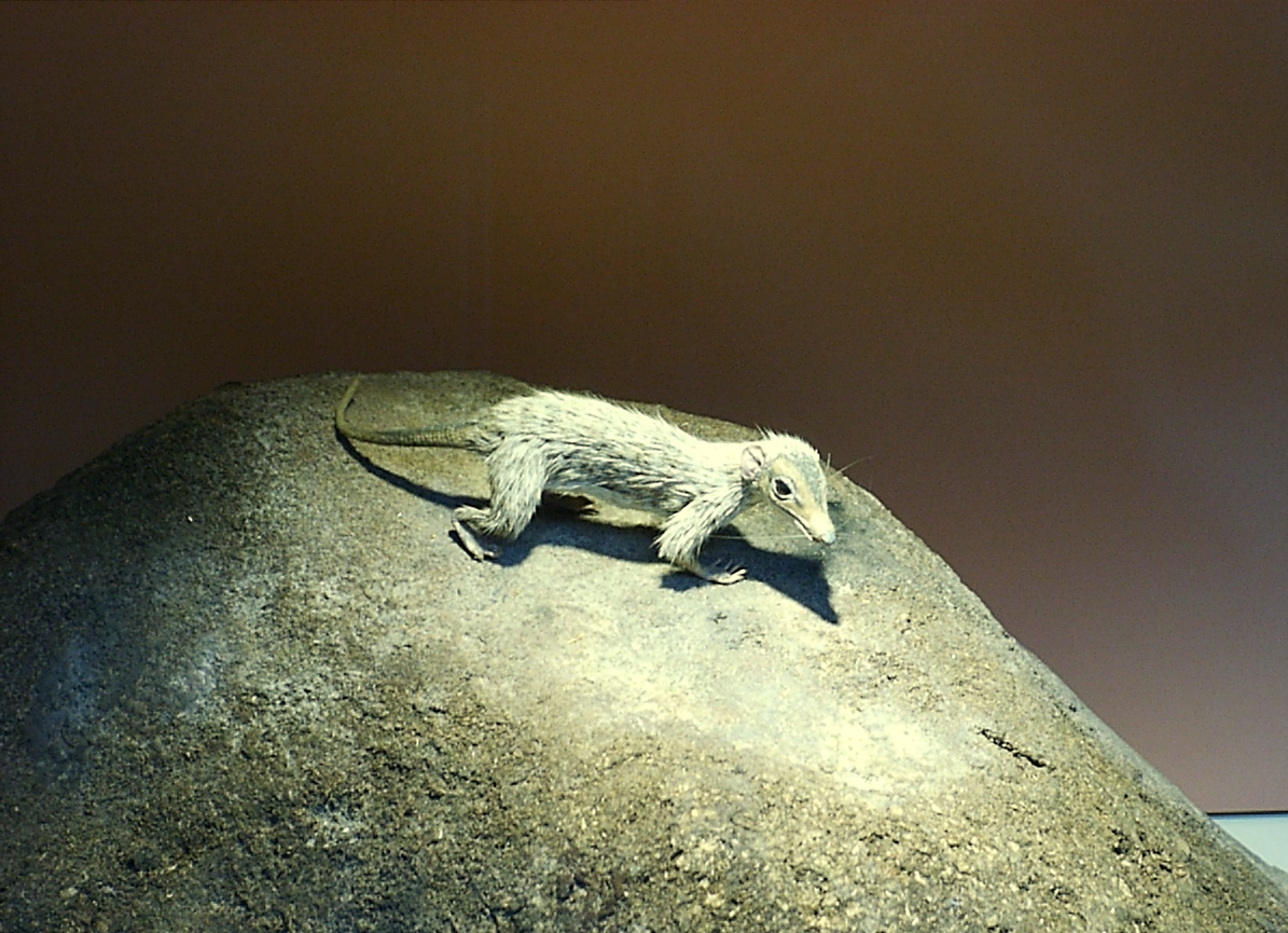 Professor P.Brain's blog: How Long Can the Luck of the Creatures From ...