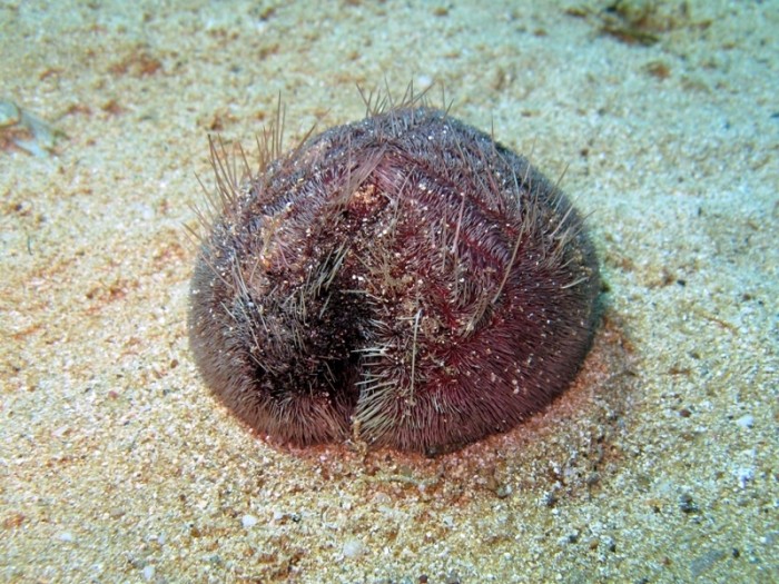 Catalogue of Organisms: Echinoids: Regularly Irregular