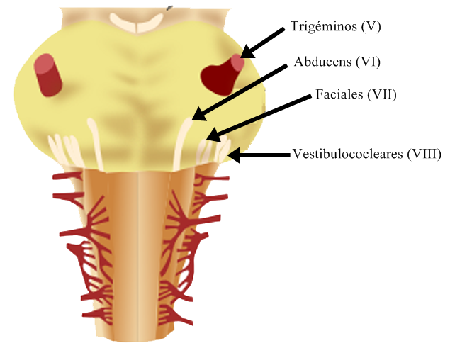 Protuberancia Anular ~ Biopsicosalud
