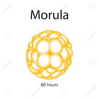 HISTO - EMBRIOLOGÍA : MÓRULA