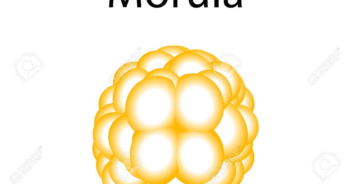 HISTO - EMBRIOLOGÍA : MÓRULA