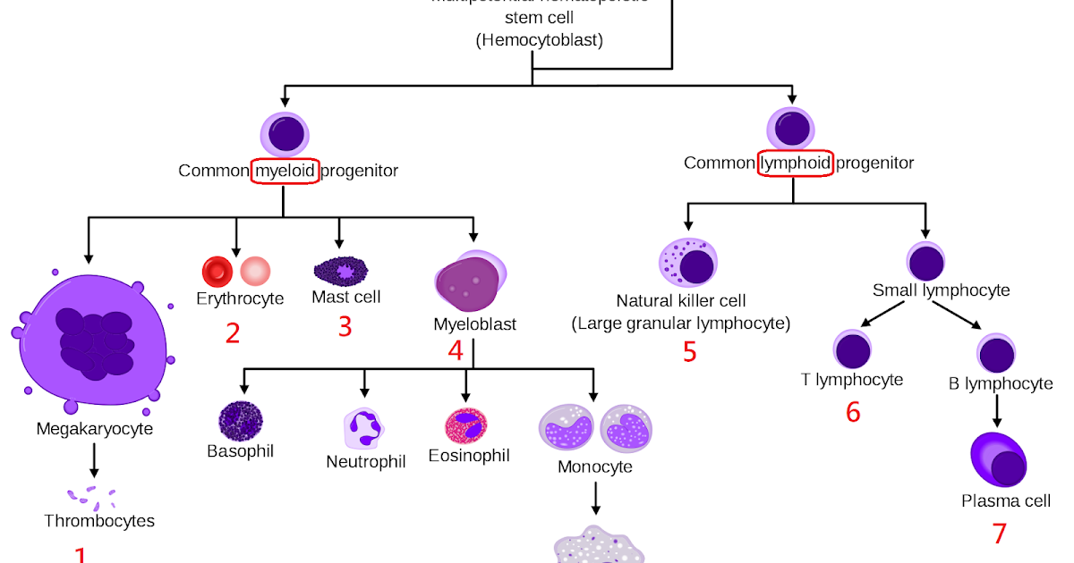 WBC = White Blood Cells