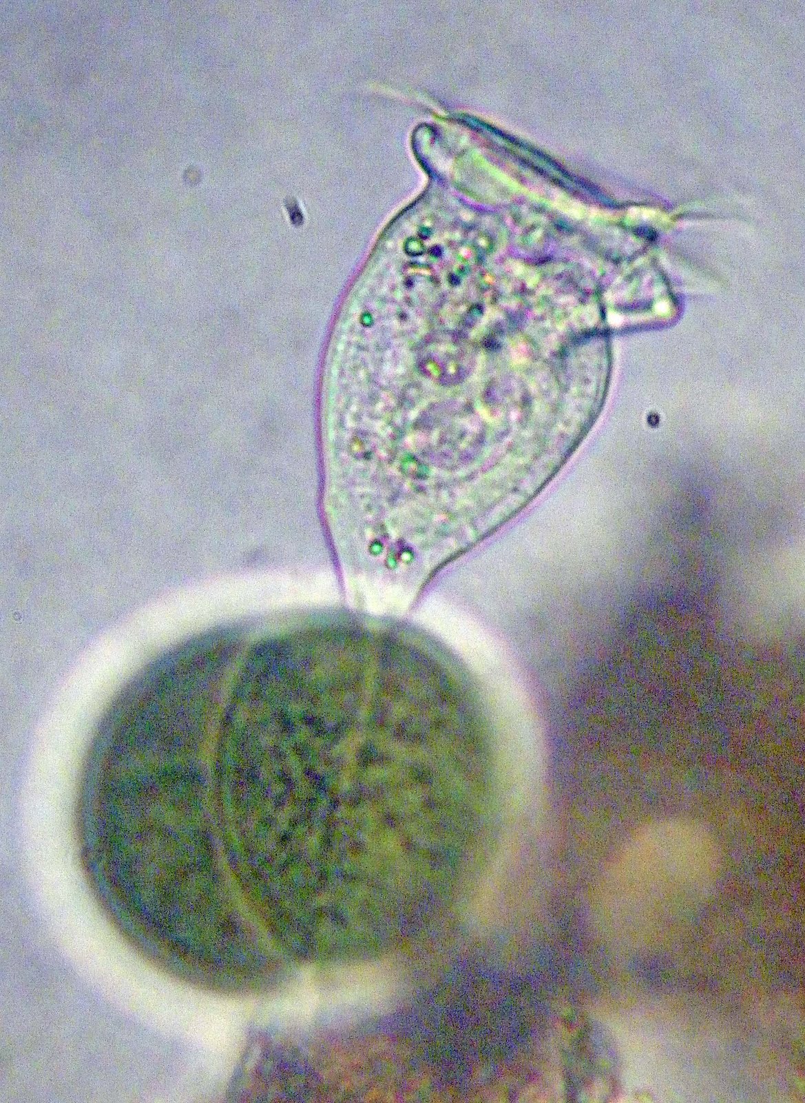 Beyond the Human Eye: Life in 10 Drops of Water: Assorted Protists and ...