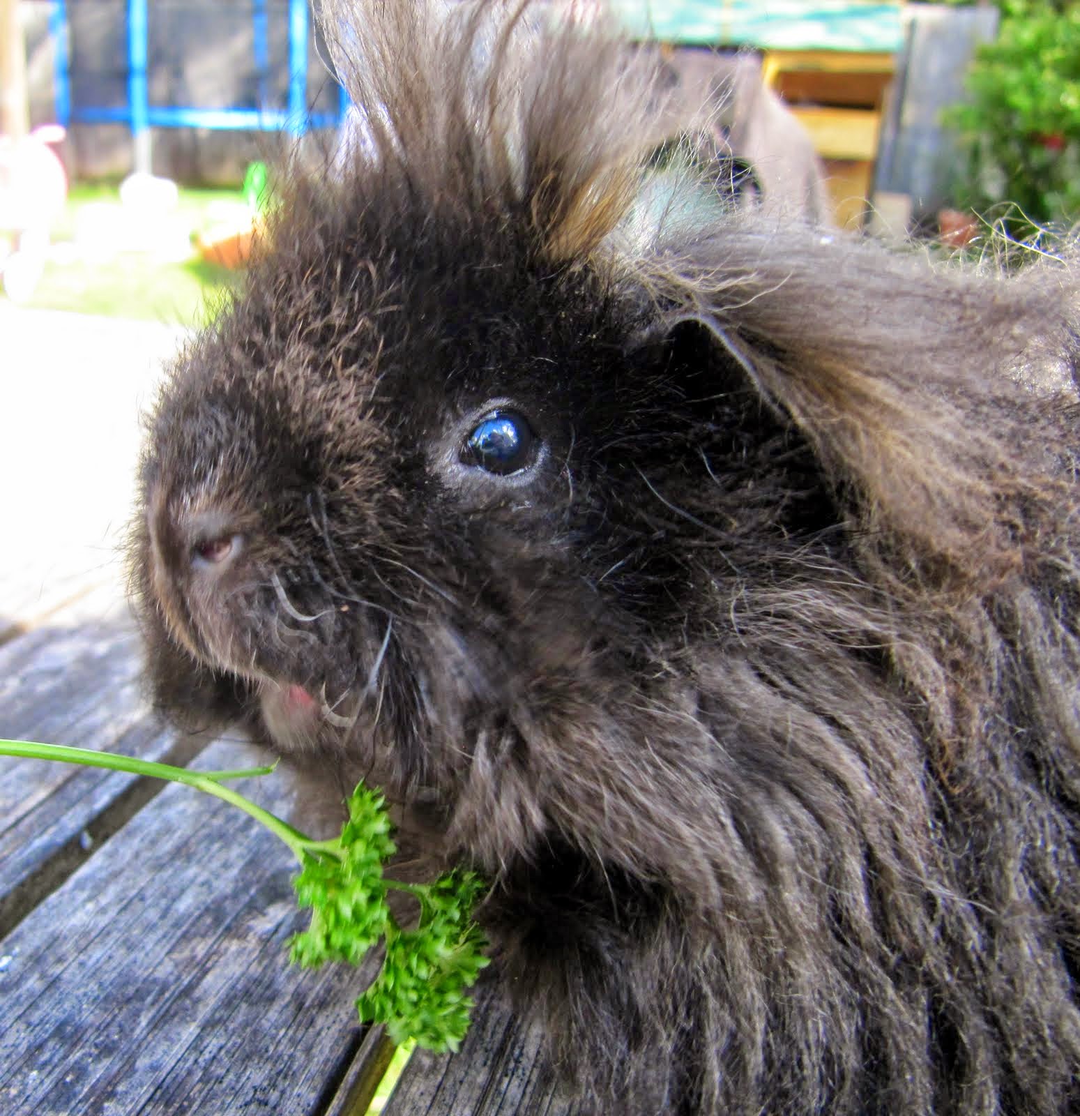 ΙΝΔΙΚΟ ΧΟΙΡΙΔΙΟ (GUINEA PIG) photos - wallpapers | the fun bank