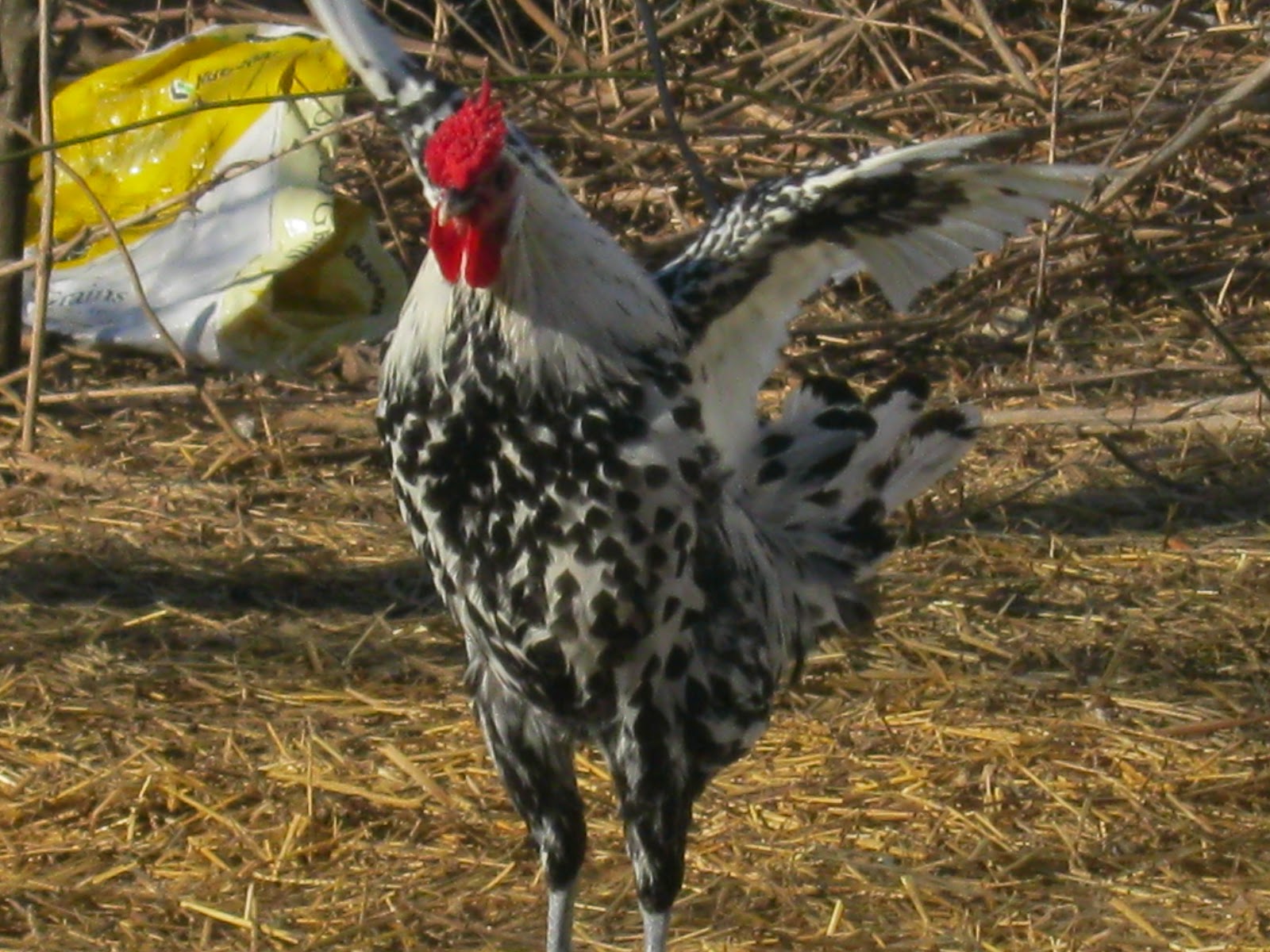 Phantom Chicken Farm