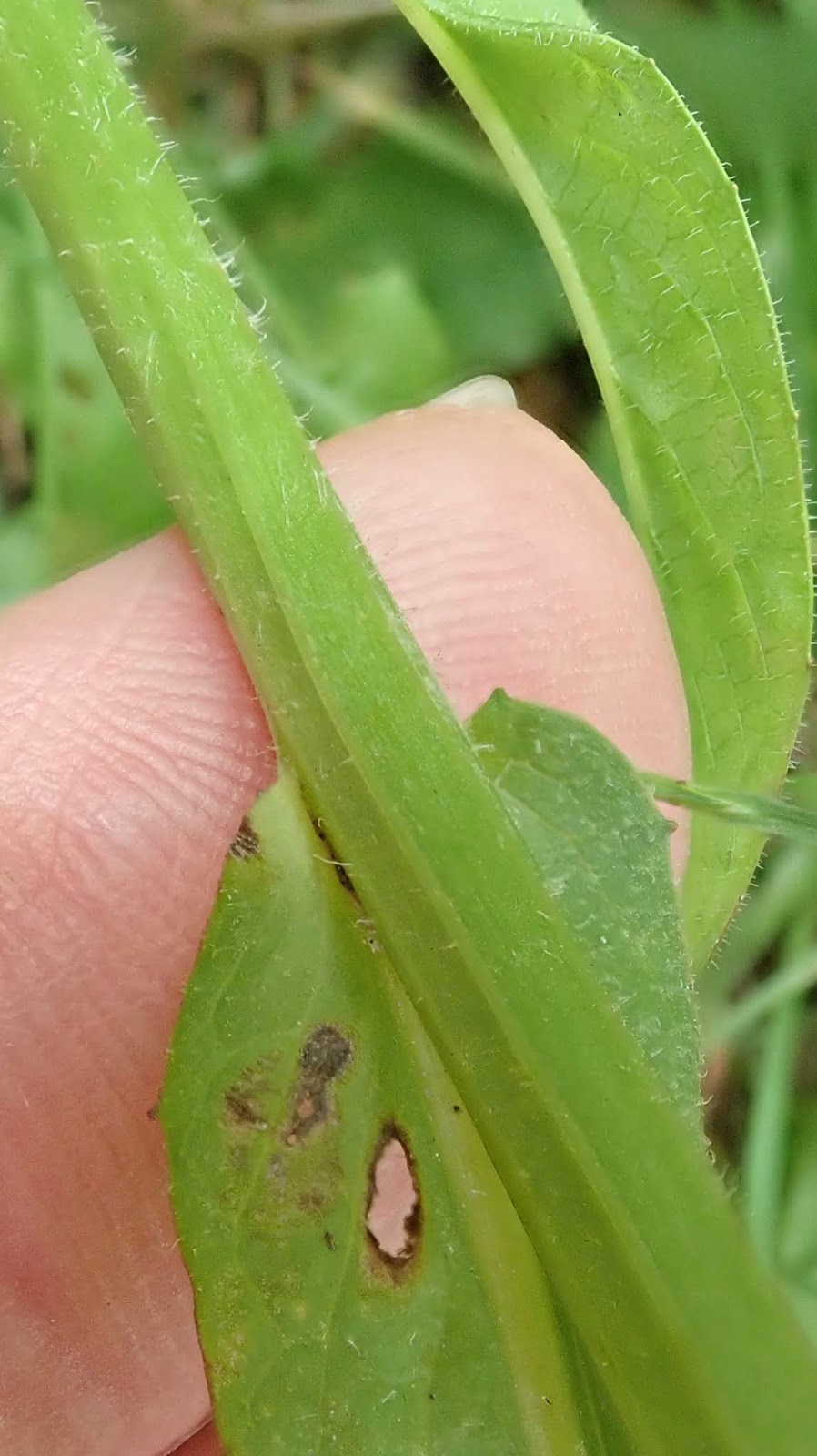 Violets and others: Crepis mollis. Northern Hawksbeard