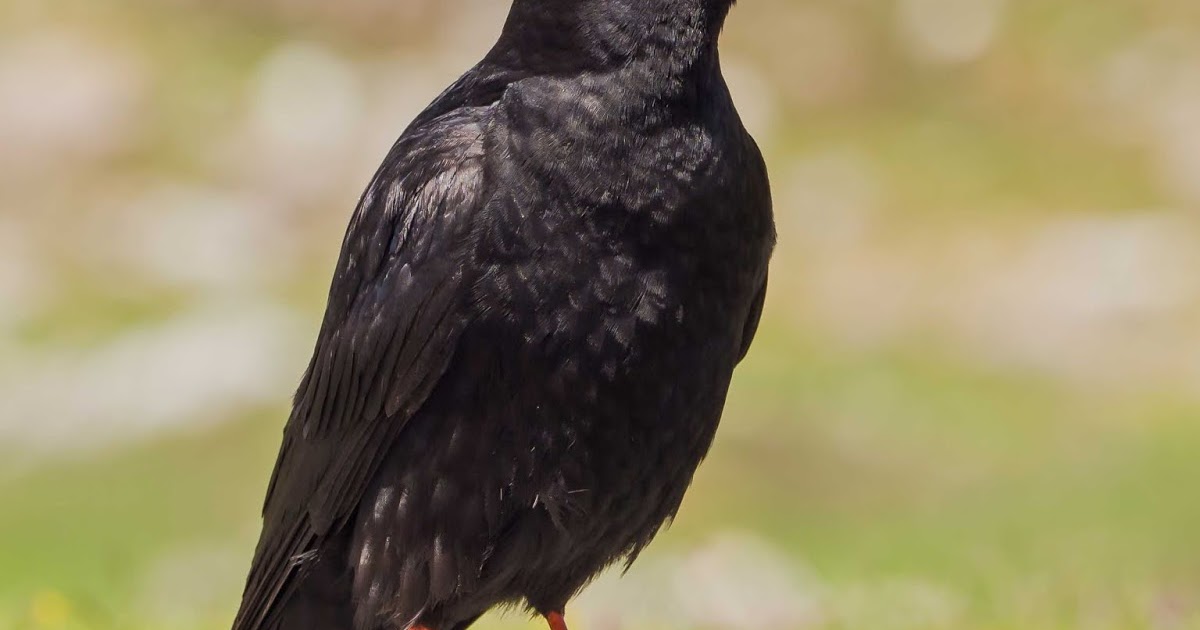 CHOVA PIQUIGUALDA - Pyrrhocorax graculus | Observatorio de la Naturaleza