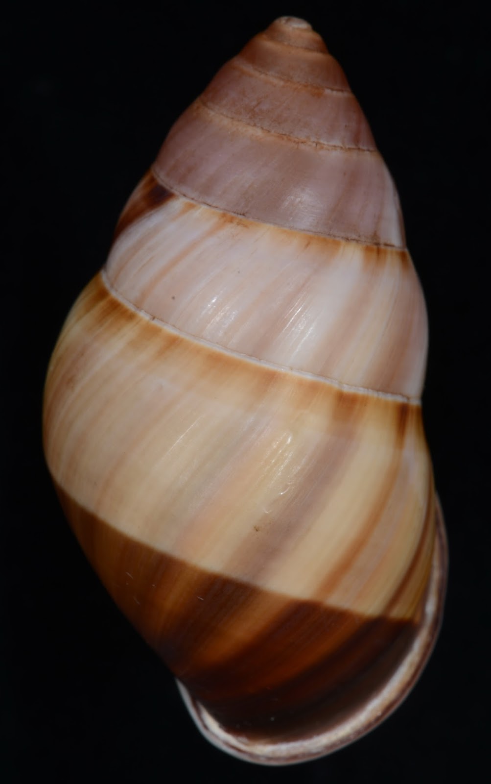 Dr. Lee's Gallery Museum: Amphidromus inversus annamiticus 45.11mm ...