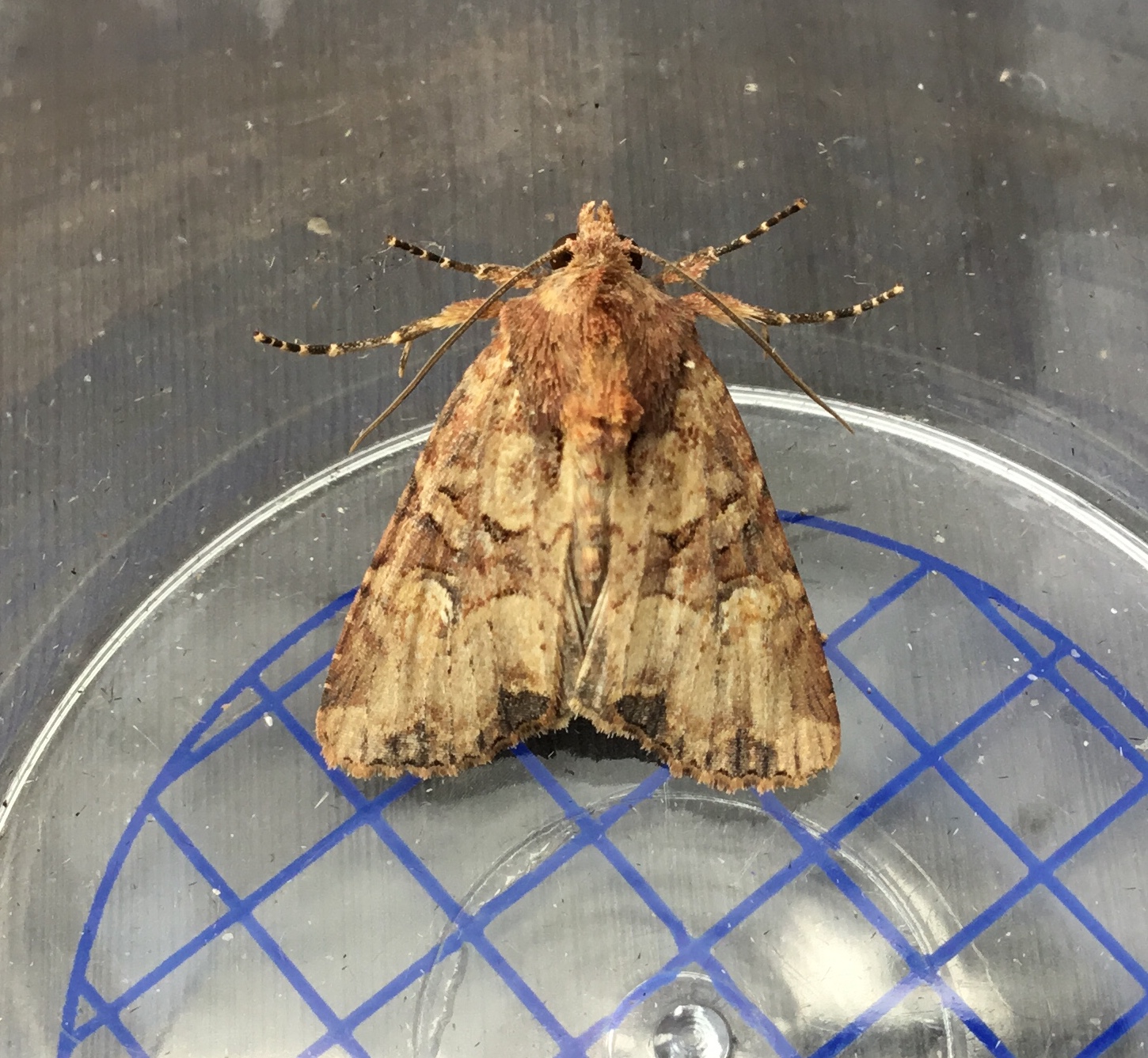 Ceredigion Moths: Common Rustic Agg.