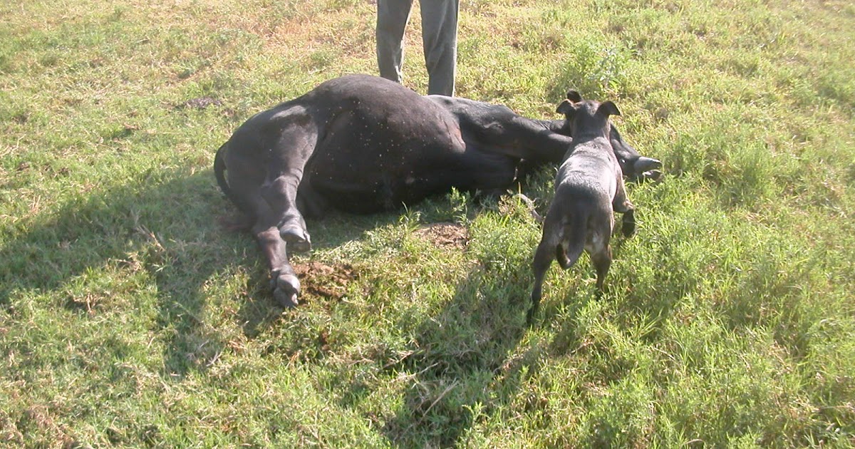Bull Calf with possible Snake Bite?