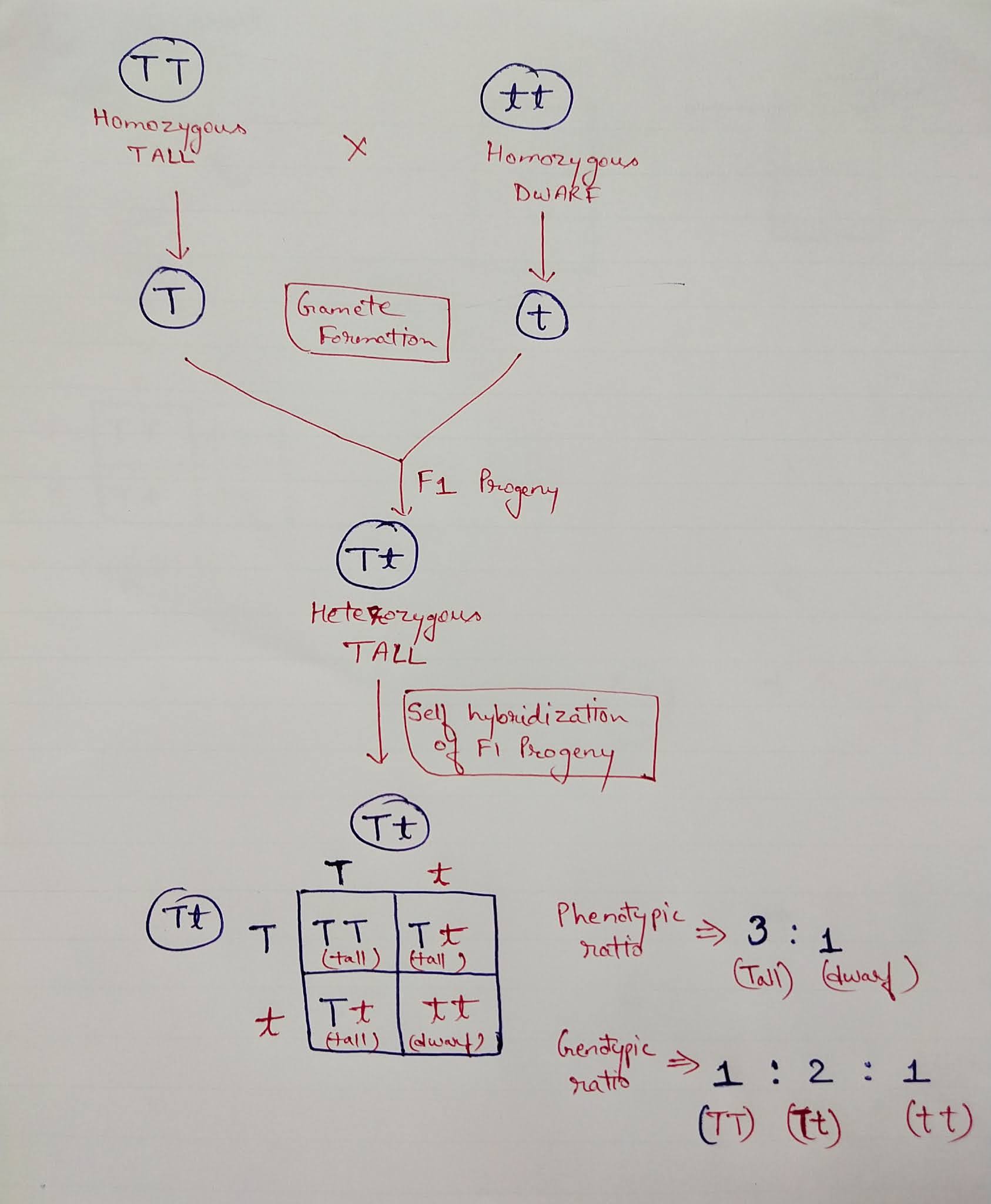Tour To Biology: Mendel's Law of Dominance