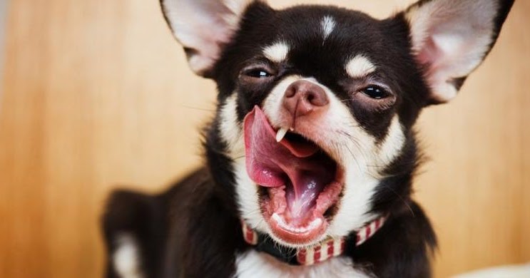 Club Chihuahua de Venezuela: Problemas Dentales en Chihuahuas