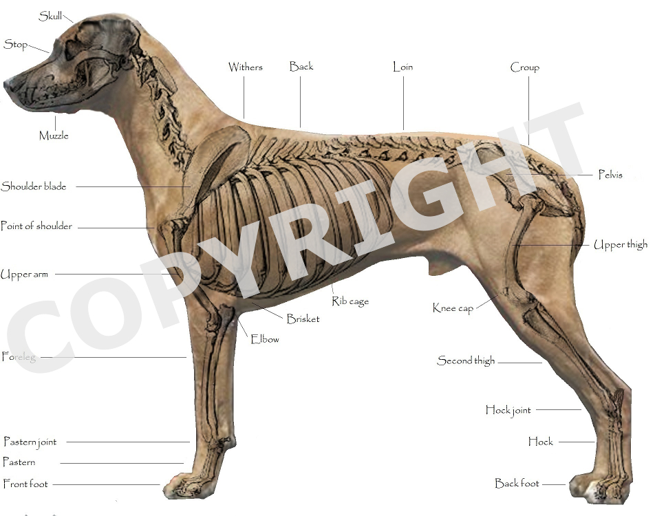 RIDGEBACK REVEALED: SKELETON