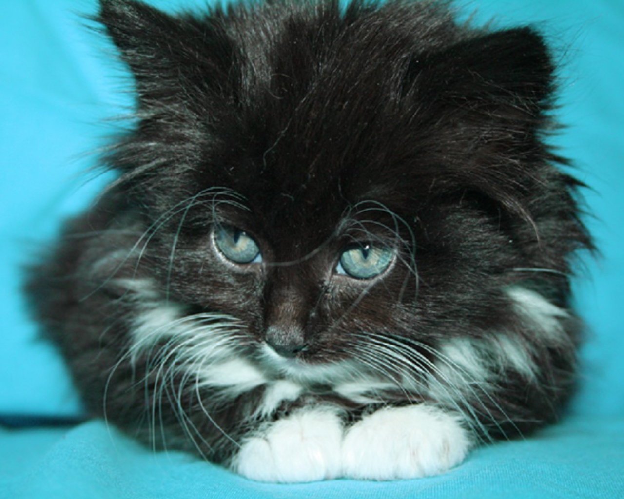 Every Day Wallpaper: Gato Turquesa # Turquoise cat