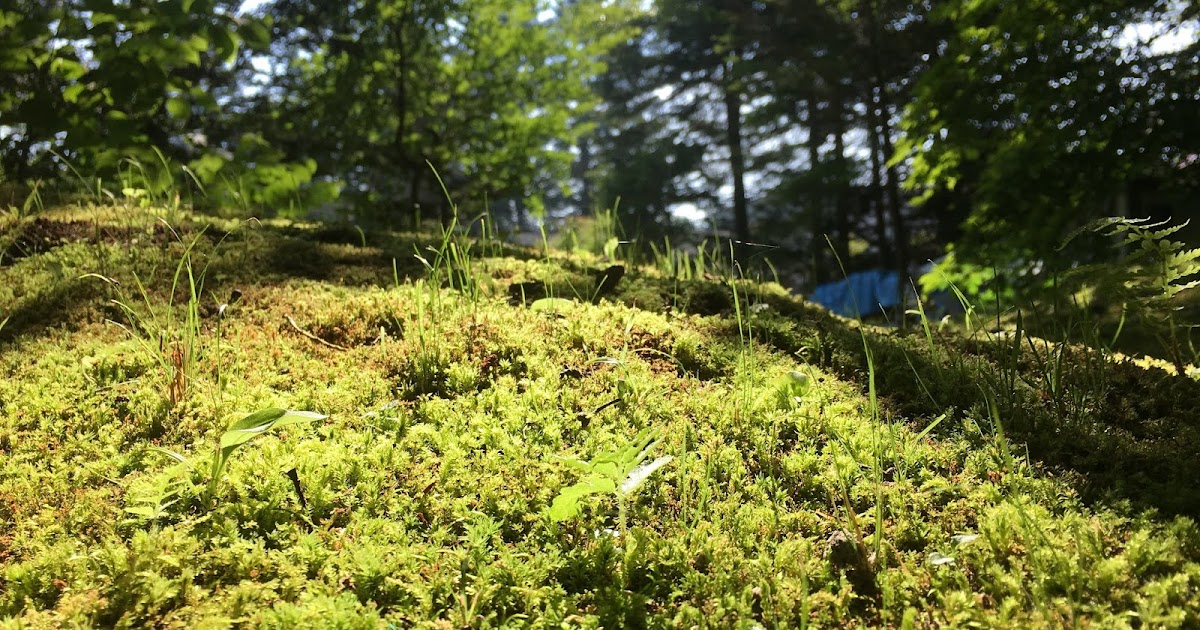 Moss: The Miracle Plant Perfectly at Home in Humid Japan