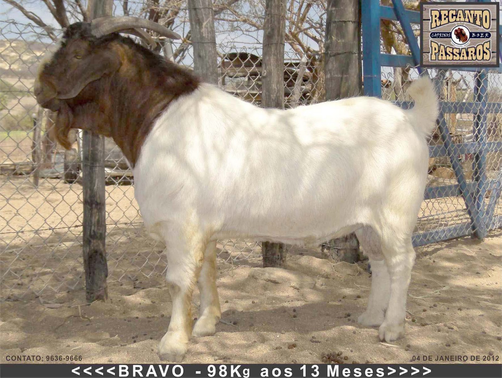 CAPRINOCULTURA DA RAÇA BOER: Galeria