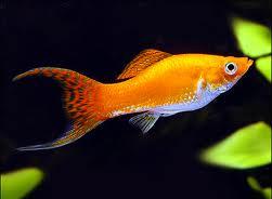 Atlantic Molly Up-Regulates Expression of ~170 Genes for Hydrogen ...