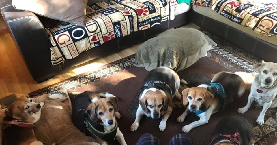 Count your beagle blessings.