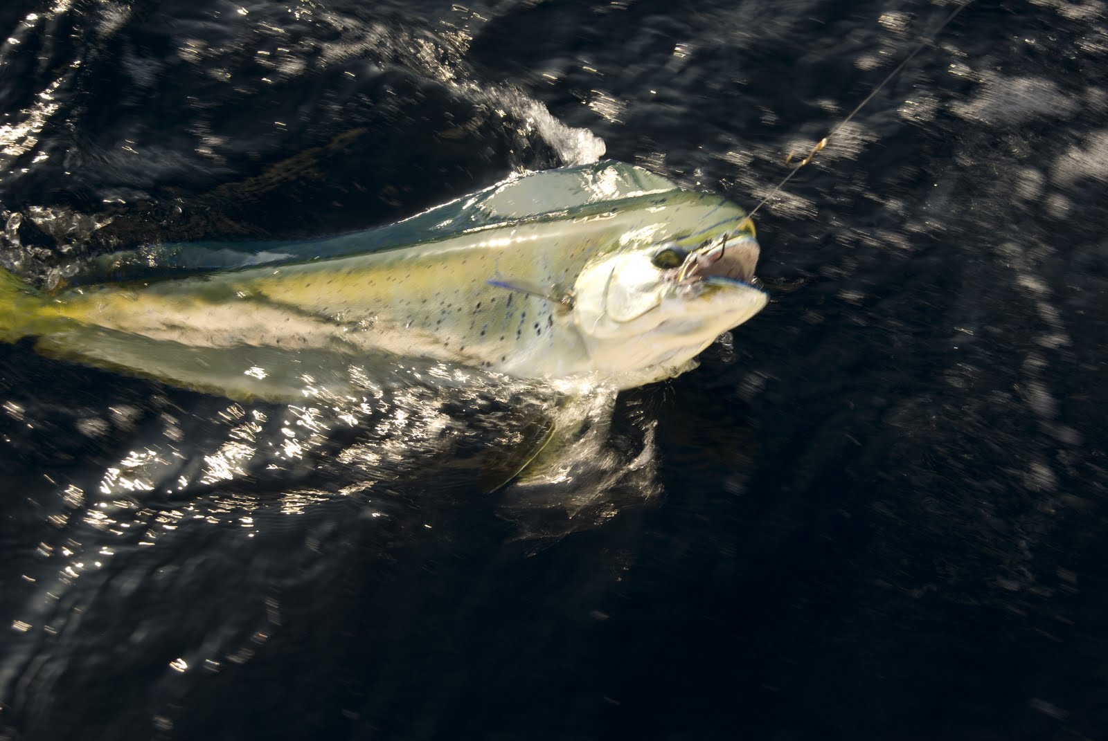 Pescando en la Bahía de Palma: la llampuga