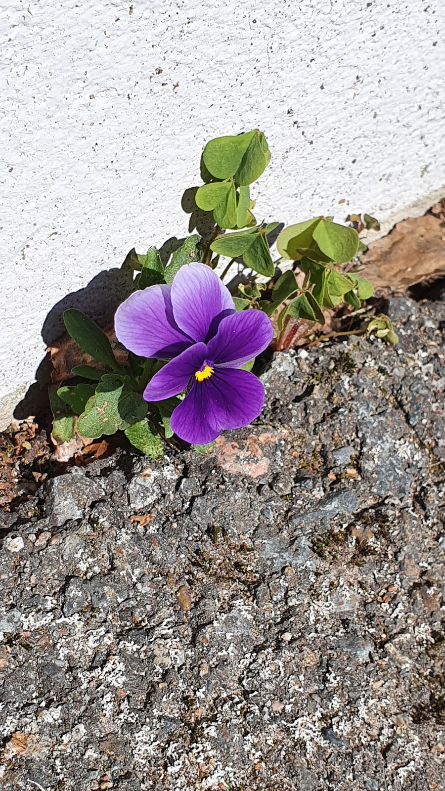 Hetki vain ja yksi kuva: Onnea äideille!