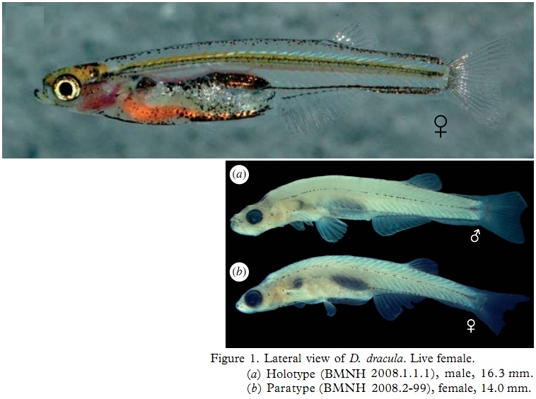 Species New to Science: [Ichthyology • 2009] Danionella dracula ...