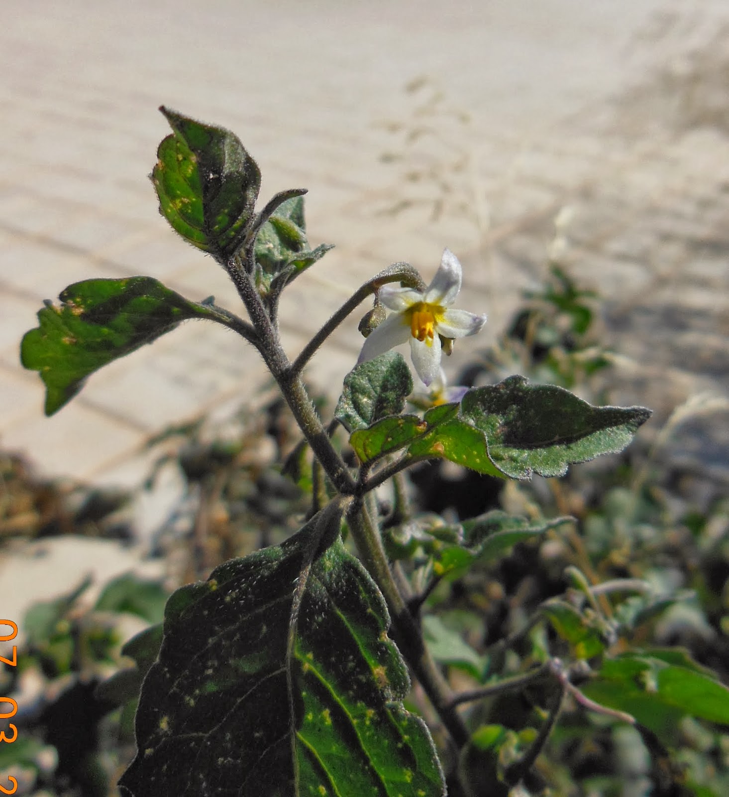 naturconsejos: HIERBA MORA (Solanum nigrum)