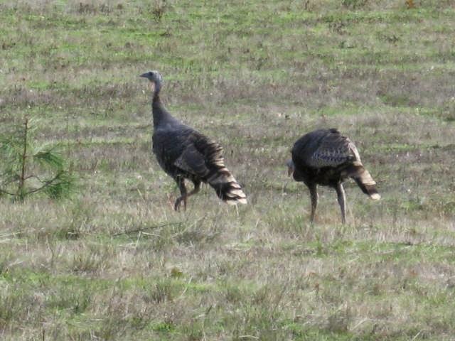 Hiking Sasquatch Country: Lake Selmac