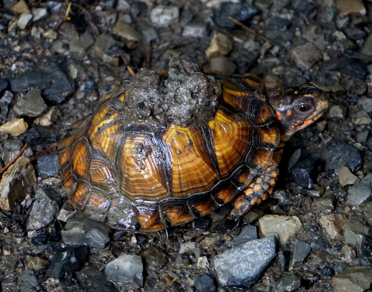 Appalachian Journal : Another Turtle Visits Us