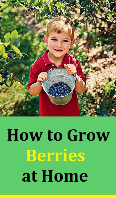 How to Grow Berries at Home - Organic Gardening