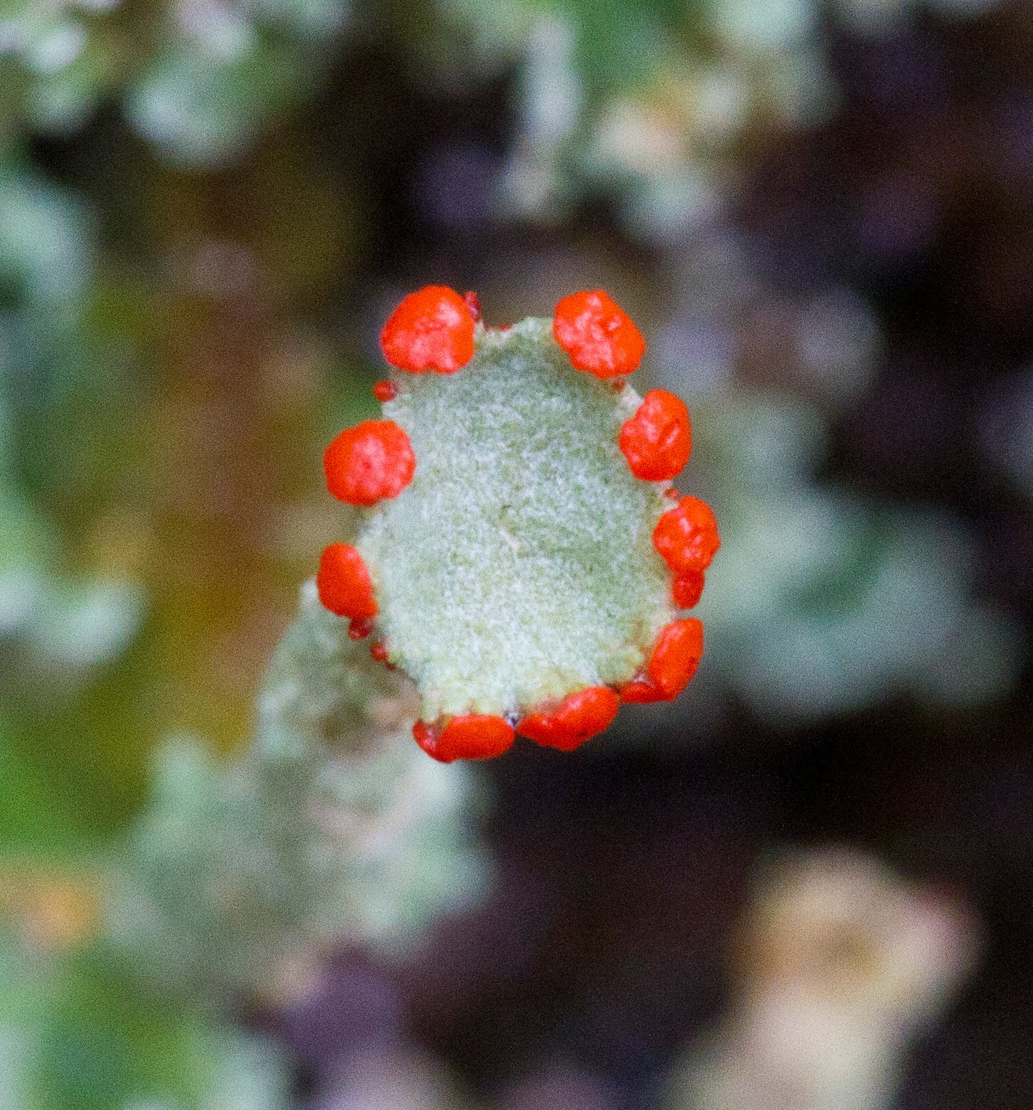 NWflora: Red Pixie Cup, Cladonia Borealis
