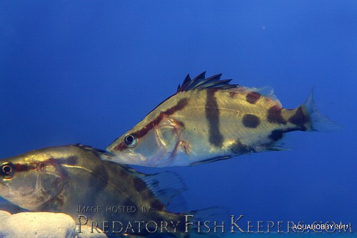 Chinese Perch (siniperca chuatsi)