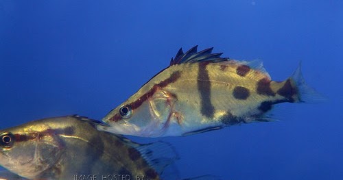 Chinese Perch (siniperca chuatsi)