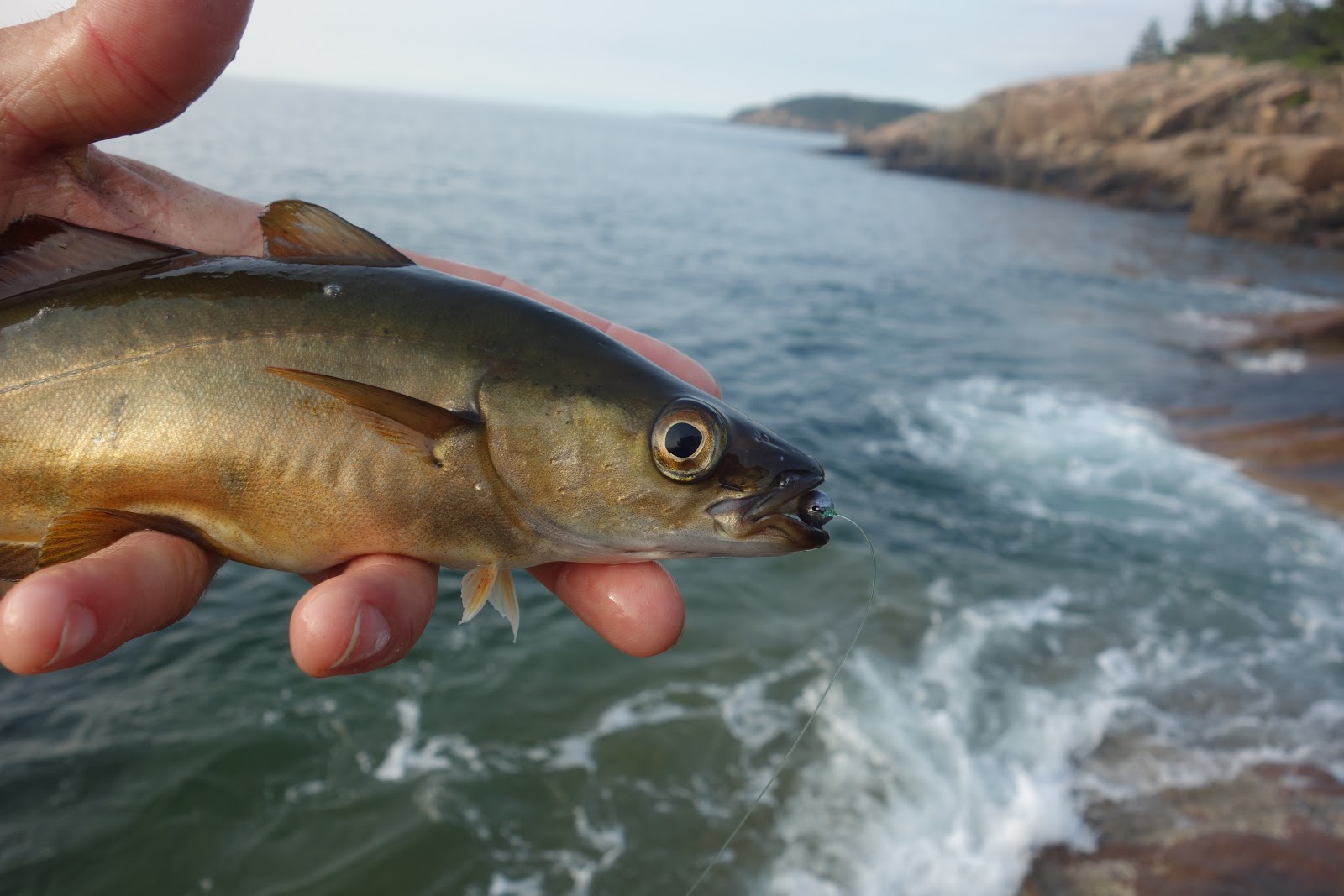 Connecticut Fly Angler: Acadia Pollock on the Fly From Shore