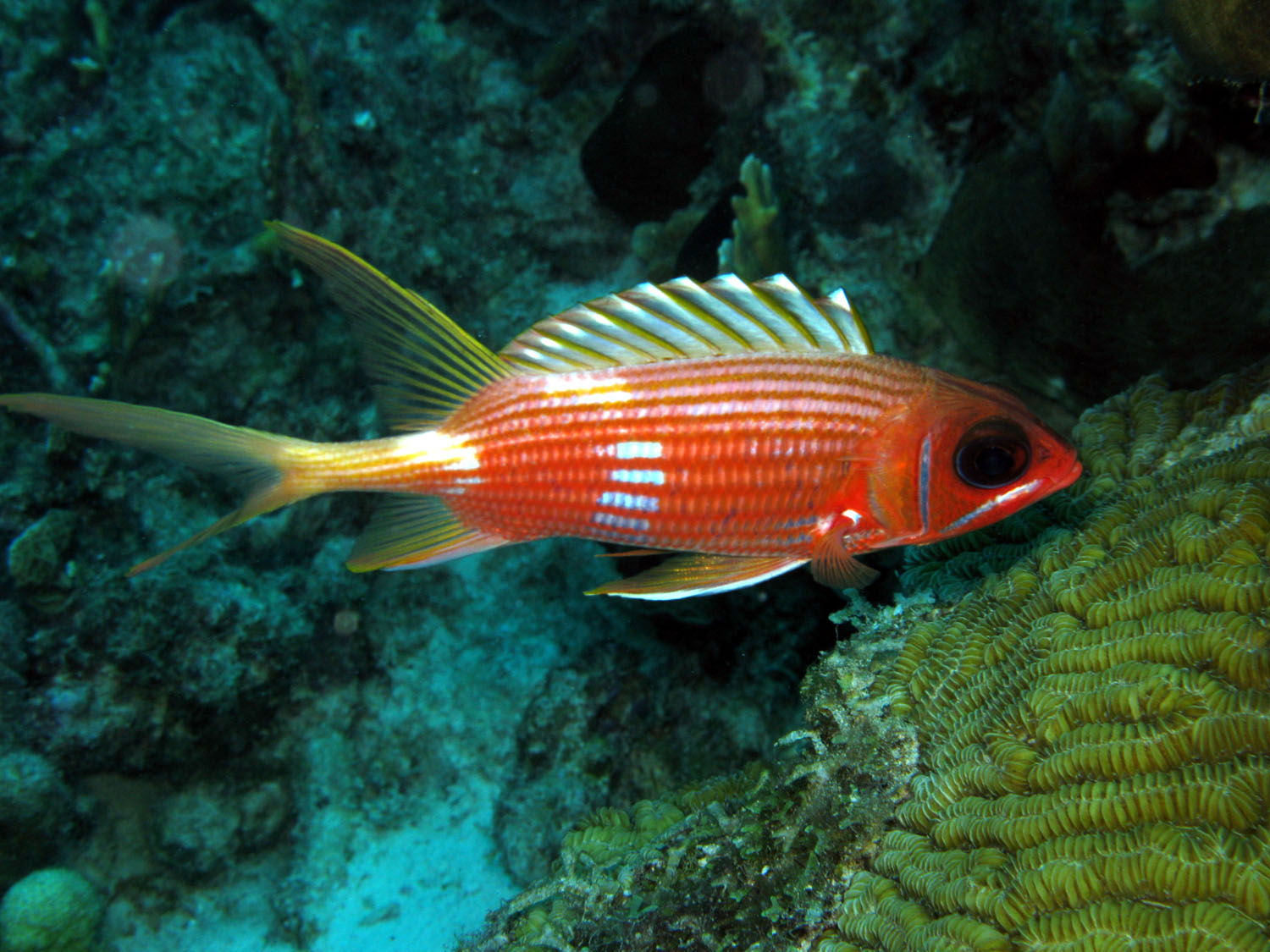 Rambling Jill: Squirrelfishes