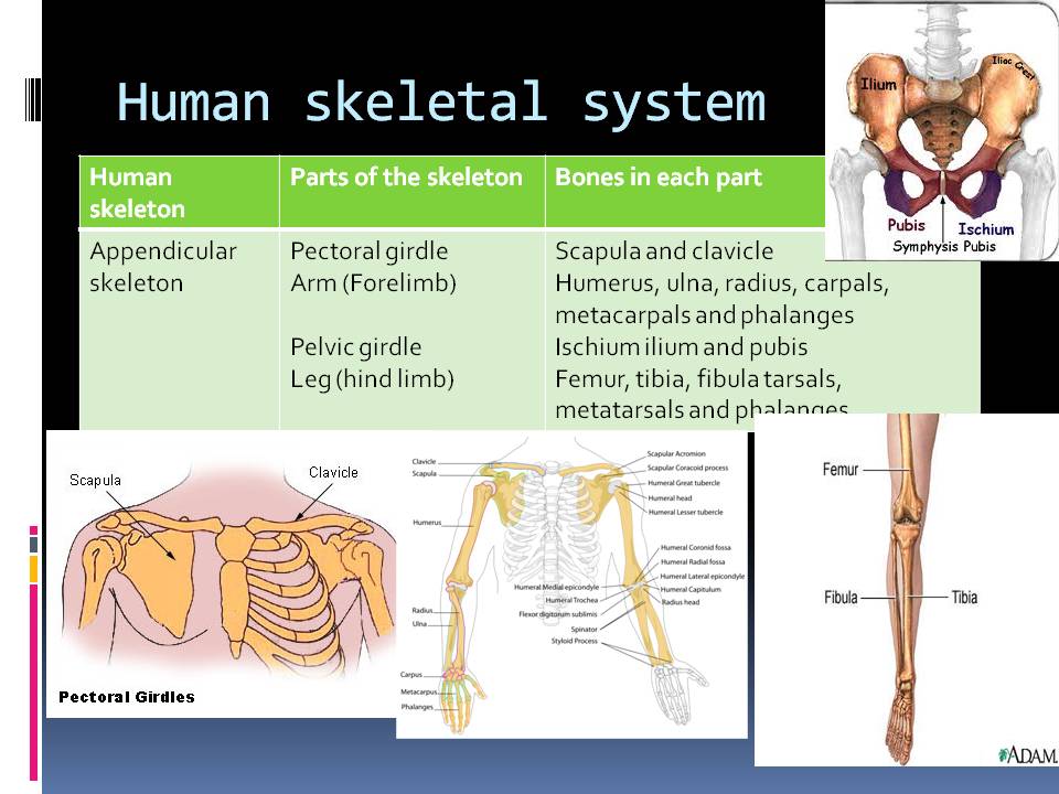Biology: Support and Locomotion