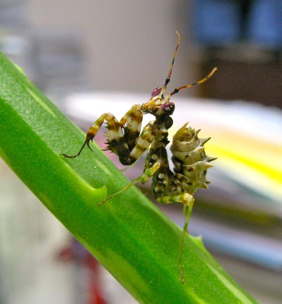 Musings on Life in Hong Kong: Mantis infestation