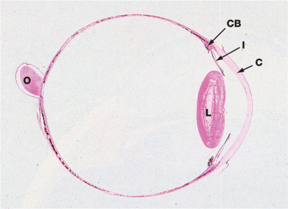MBBS Medicine (Humanity First): Eye histology MBBS Medicine (Humanity First): Eye histology