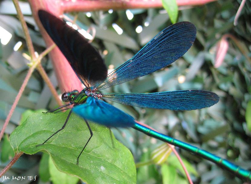 NATURAPHOTOS: LIBELULAS.